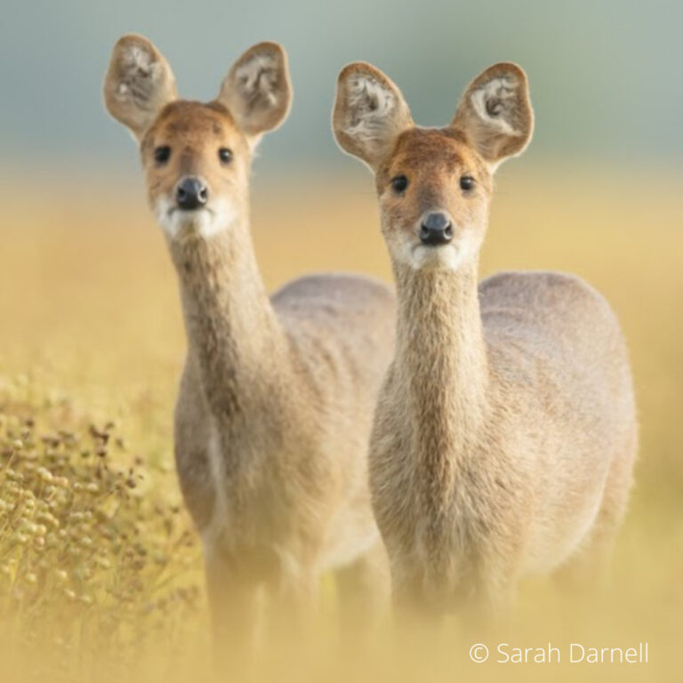 Deer Species – Eastern Deer Management Group