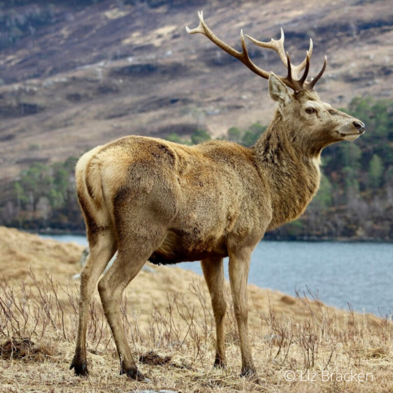 Deer Species – Eastern Deer Management Group